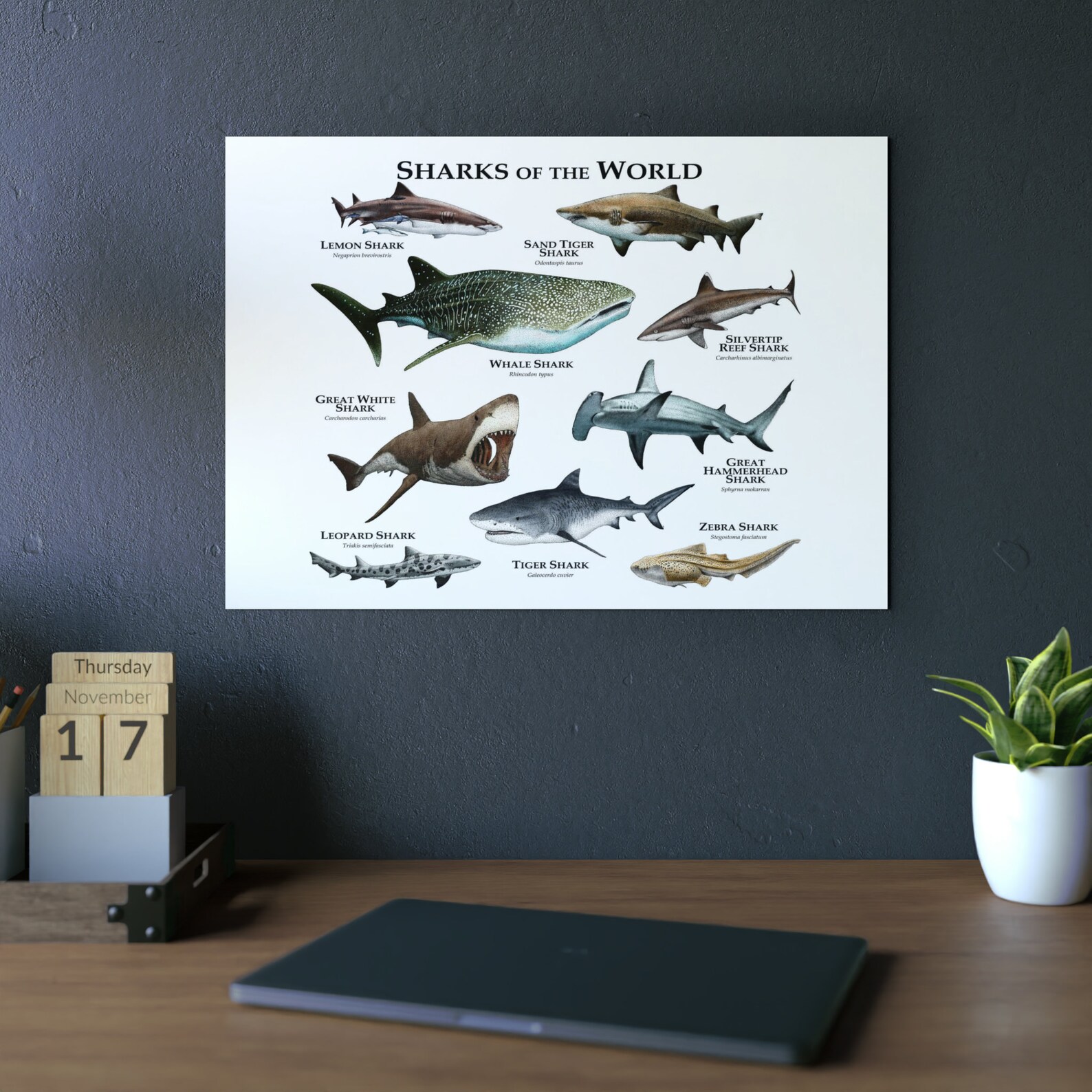 Sharks of the World Shark Week Ocean Lovers Oceanography - Etsy