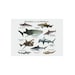 Sharks of the World Shark Week Ocean Lovers Oceanography - Etsy