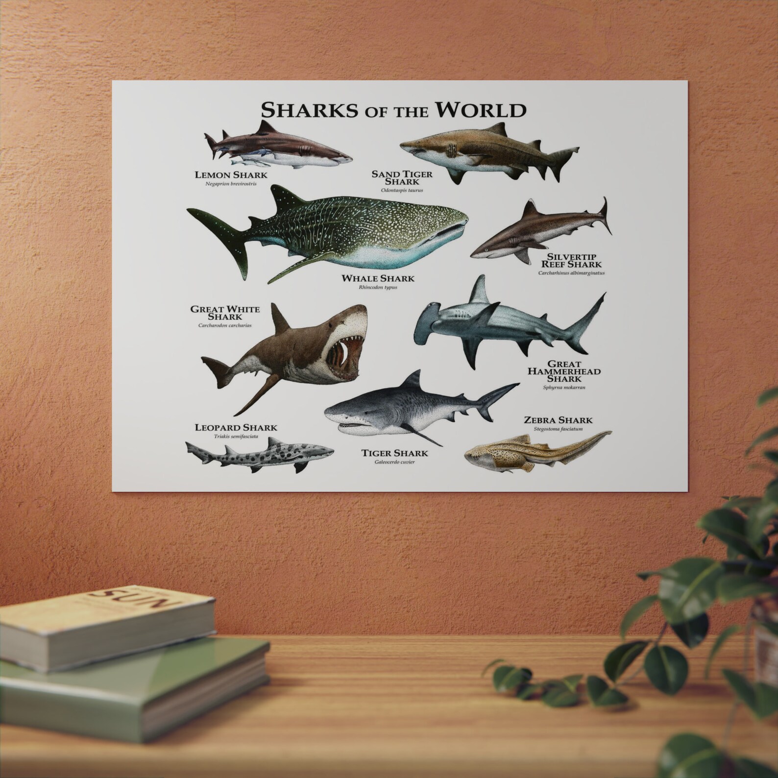 Sharks of the World Shark Week Ocean Lovers Oceanography - Etsy