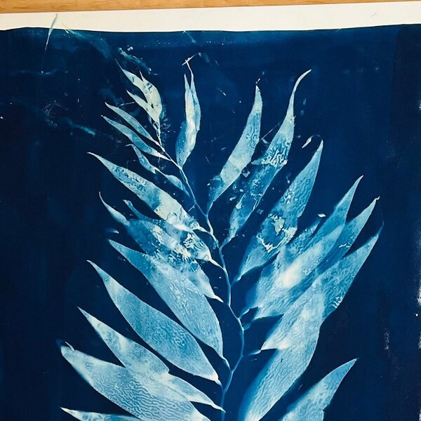Cyanotype Print - Etsy