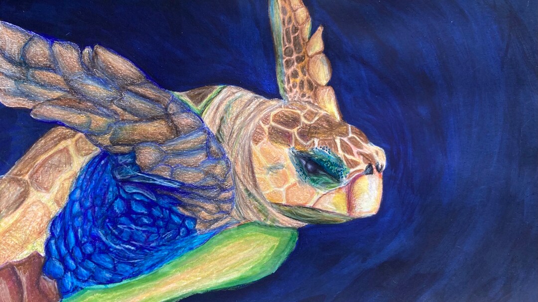 Sea Turtle Drawing, Under the Sea Drawing, Mixed Media Artwork, House ...