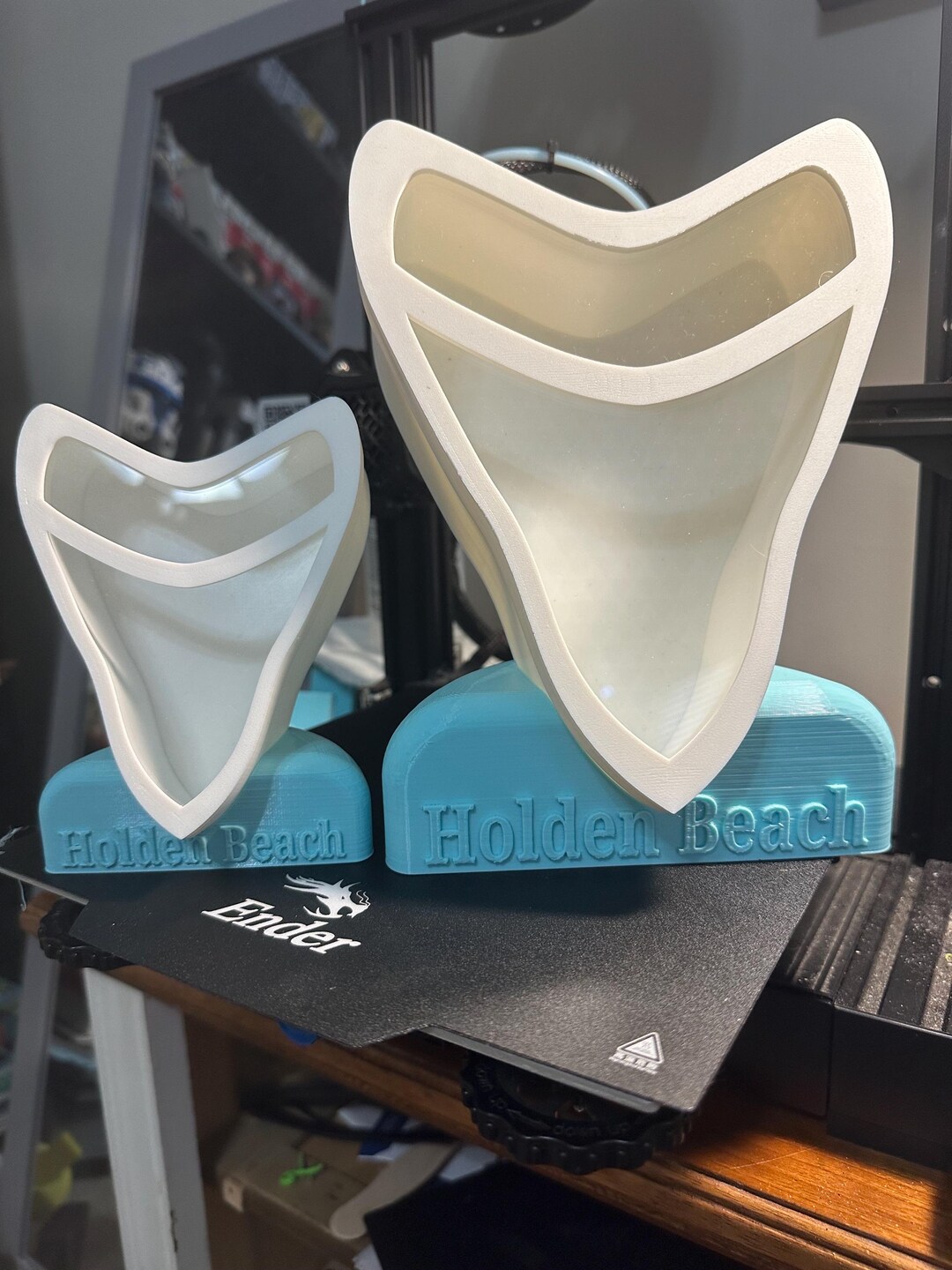 XL Shark Tooth Holder Custom Display Box - Etsy