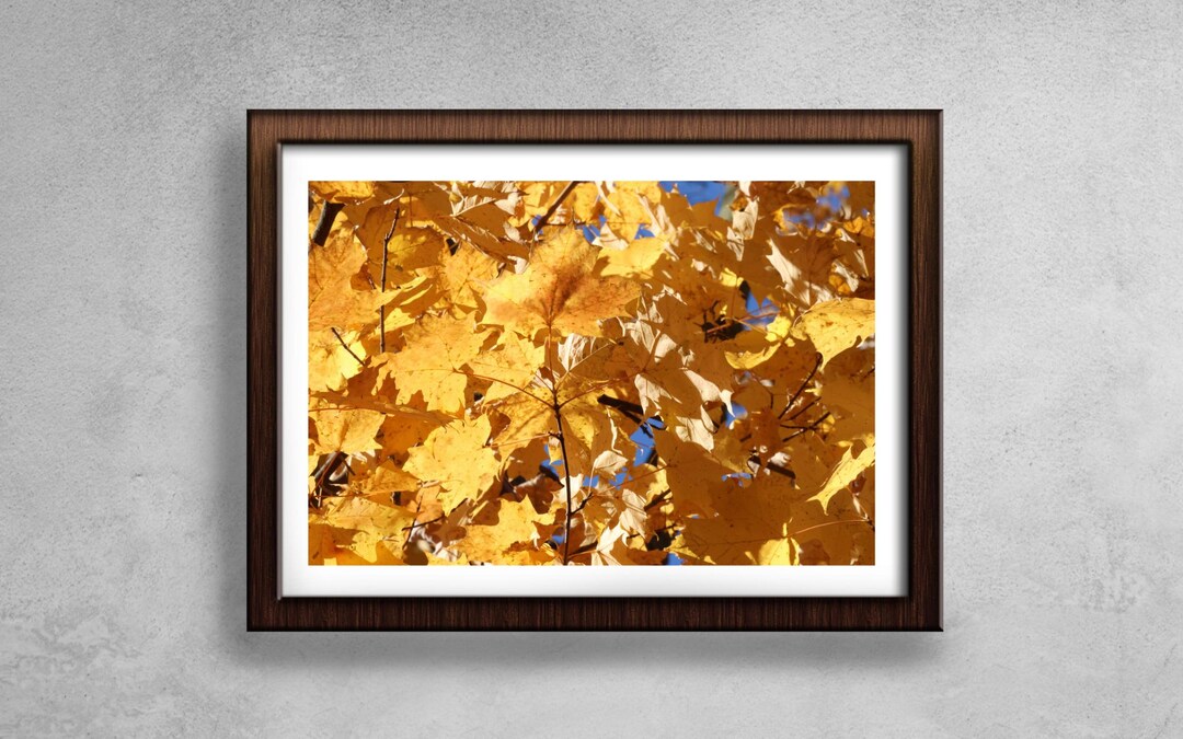 Maple Leaves Print, Autumn Art, Fall Foliage, Nature Photography, - Etsy