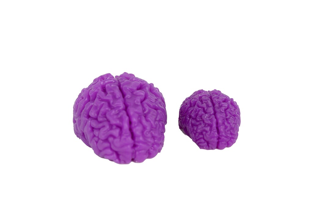 Custom Molded Platinum Silicone Brain Sculpture - Neon Purple ...