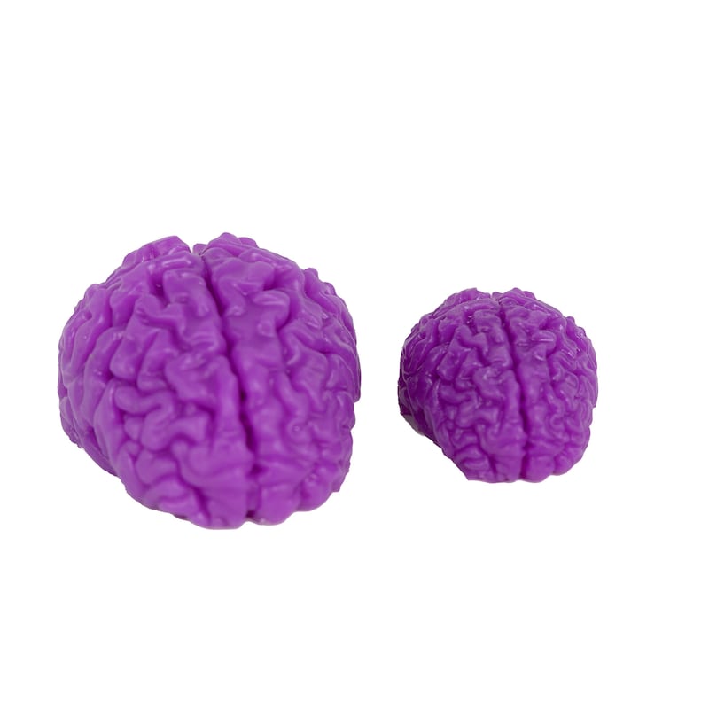 Brain Sculpture - Etsy