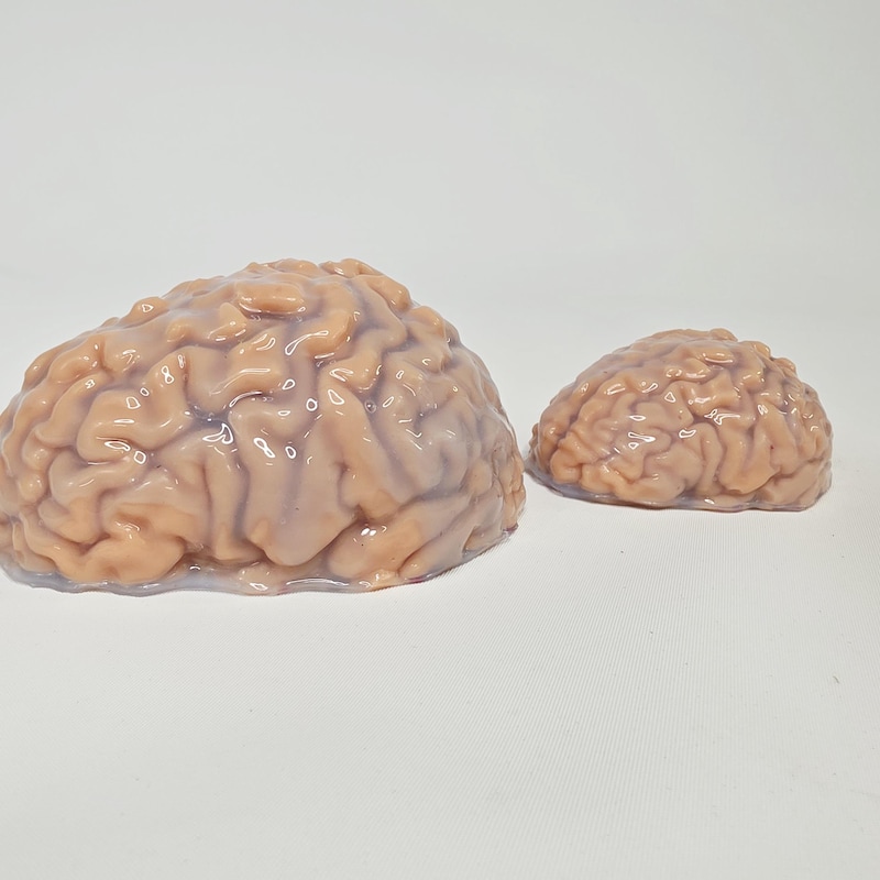 Brain Model Realistic - Etsy