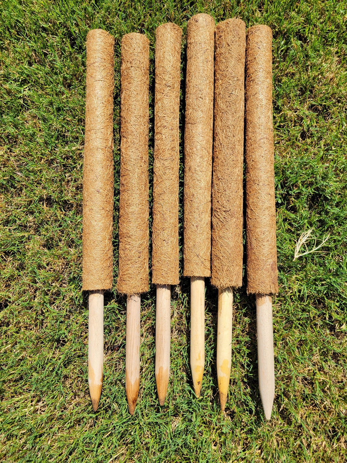 Coco Coir Plant Poles (pack of 6) – 24" Climbing Support Stakes - Etsy
