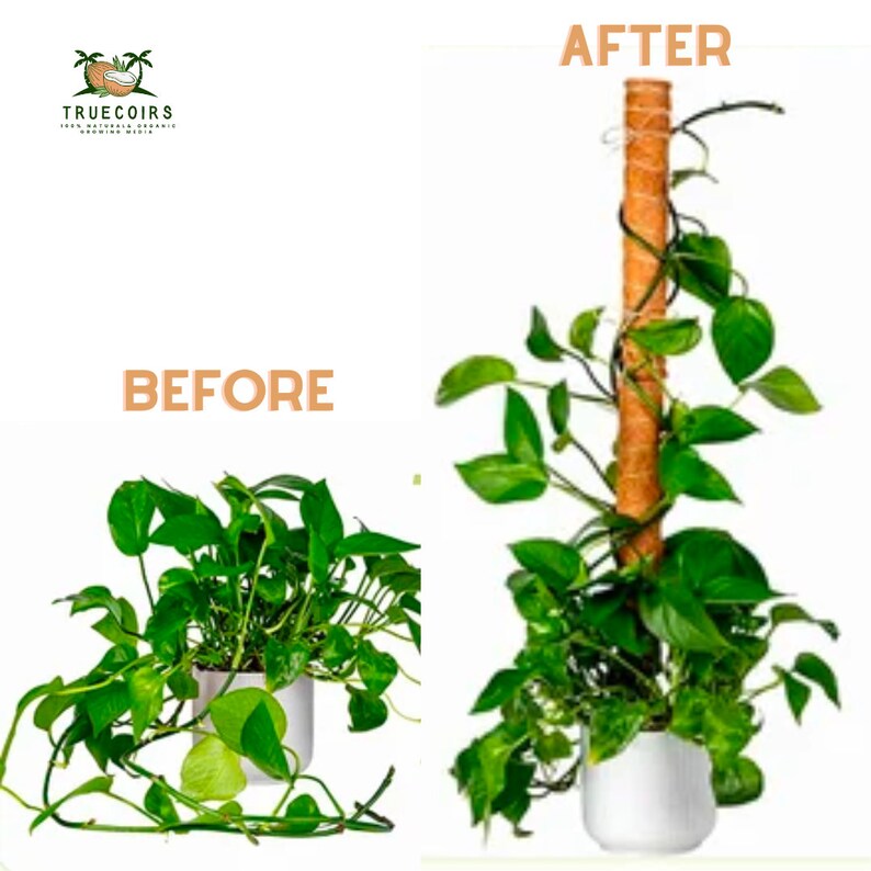 Coco Coir Plant Poles (pack of 6) – 24" Climbing Support Stakes - Etsy
