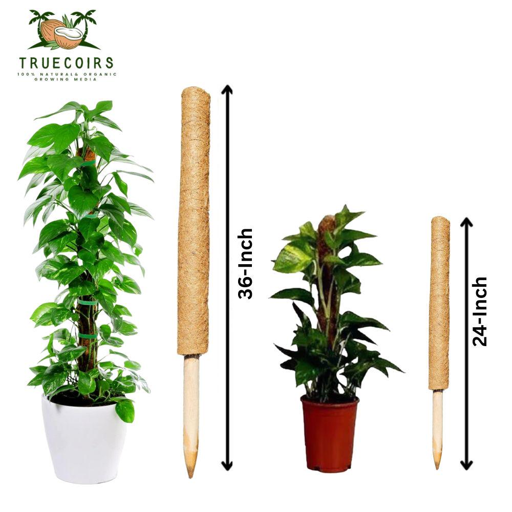 Coco Coir Plant Poles (pack of 6) – 24" Climbing Support Stakes - Etsy