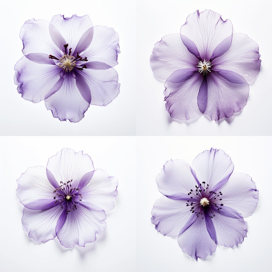 Violet Flower Design Tattoo Outline PNG Violet Flower Tattoo Flash ...