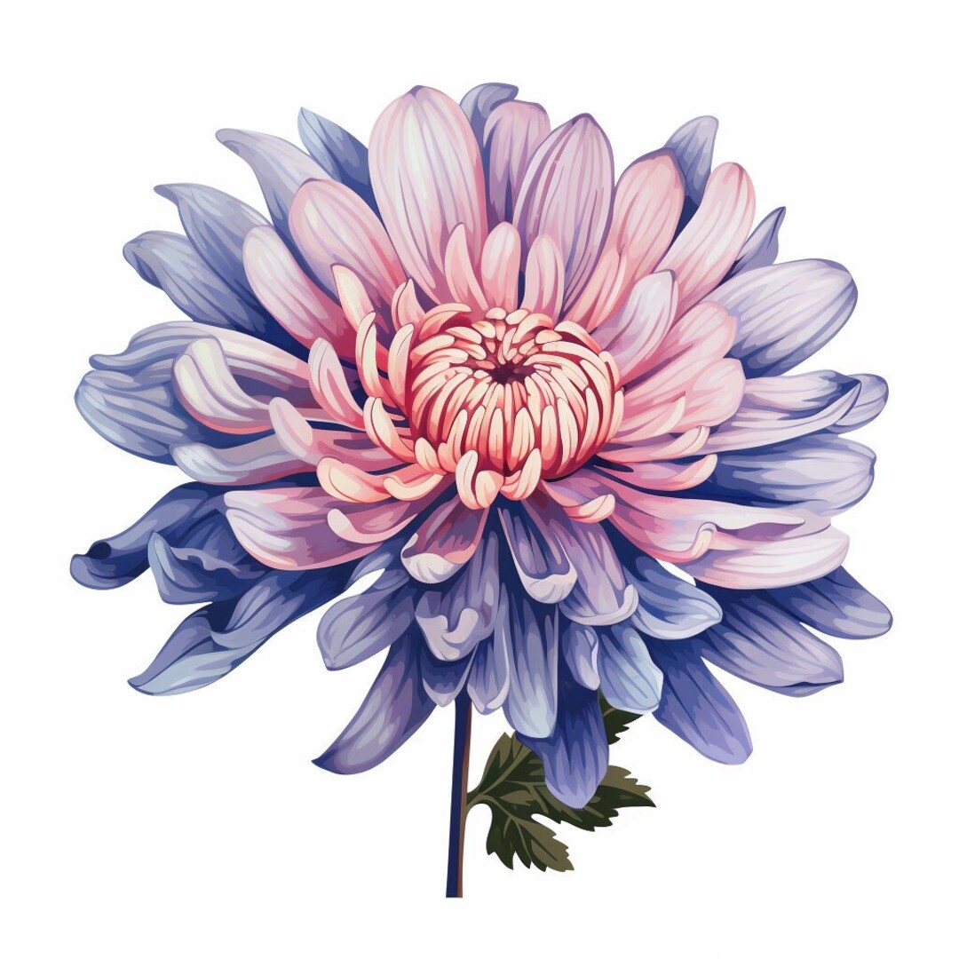 Aster Flower Tattoo PNG September Birth Flower Tattoo Aster Tattoo ...