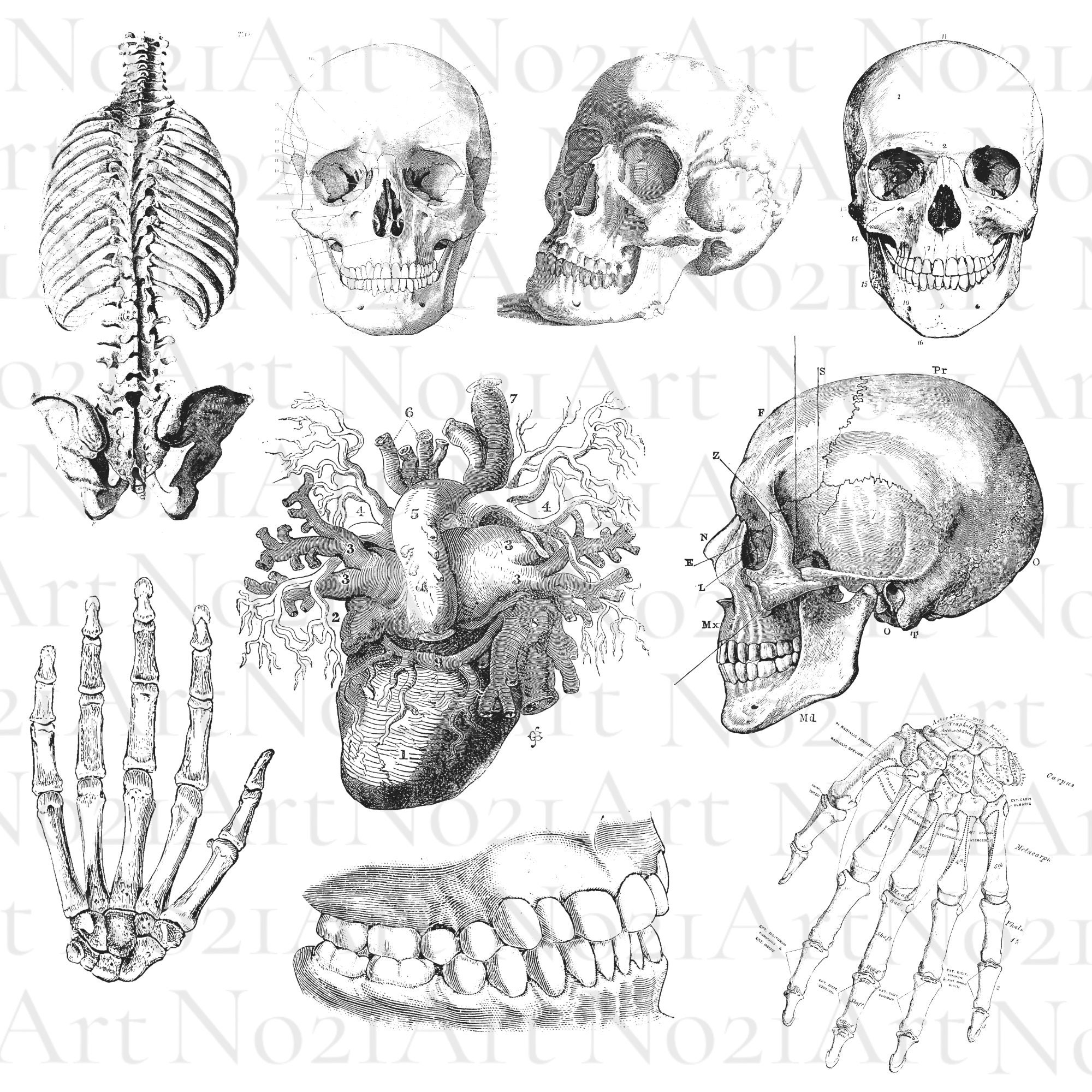Vintage Skeleton Antique Anatomy Overlays PNG Anatomical Clipart 300 ...
