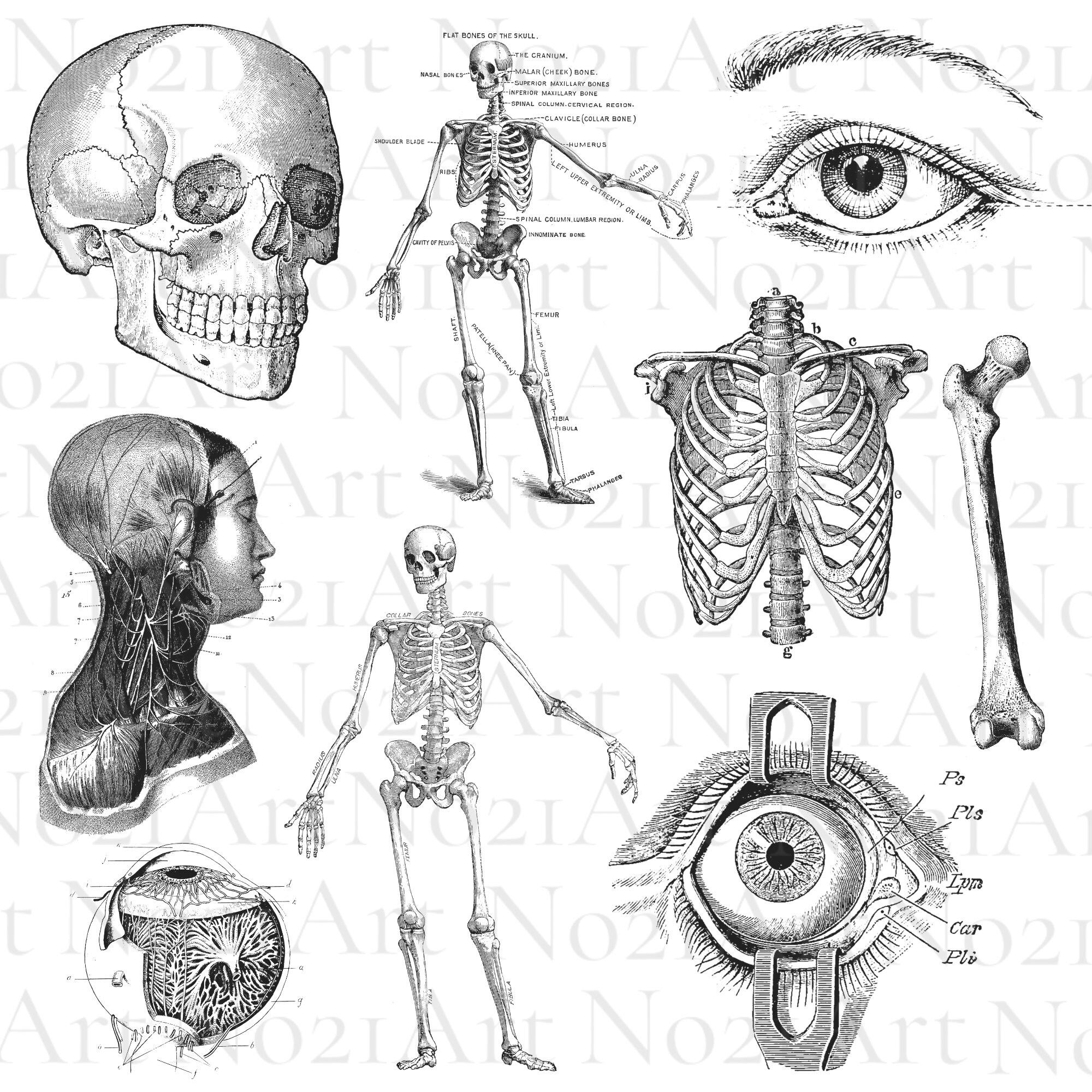 Vintage Skeleton Antique Anatomy Overlays PNG Anatomical Clipart 300 ...