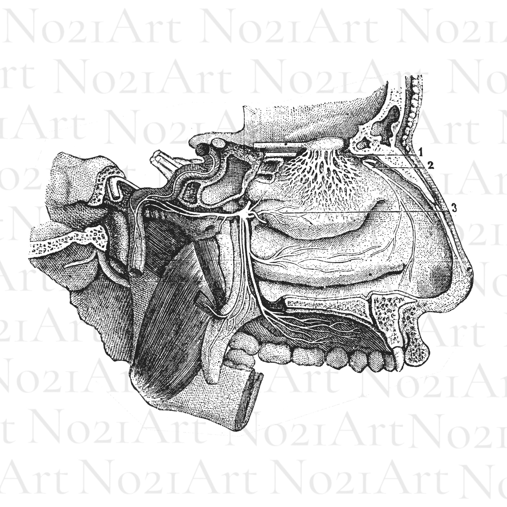 Vintage Skeleton Antique Anatomy Overlays PNG Anatomical Clipart 300 ...