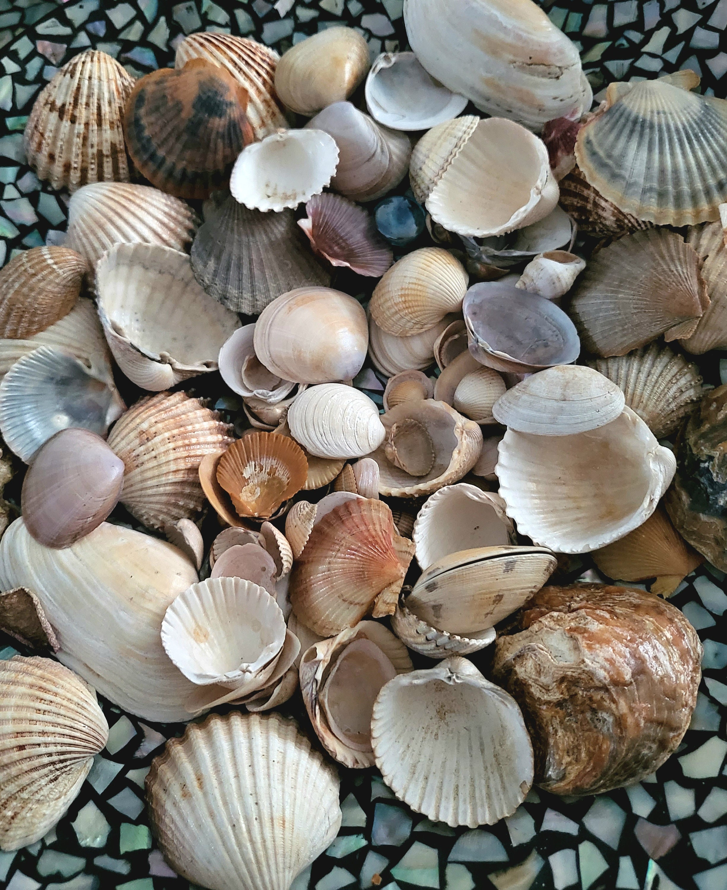 Shell Mobile Hanging Wall Art Beach Decor Handmade in North Wales - Etsy