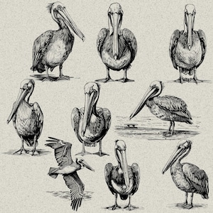 45 Pelican Designs Bundle PNG & SVG Digital for Laser Engraving or ...