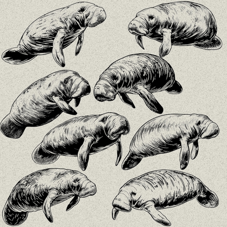 25 Manatee Designs Bundle PNG & SVG Digital for Laser Engraving or ...