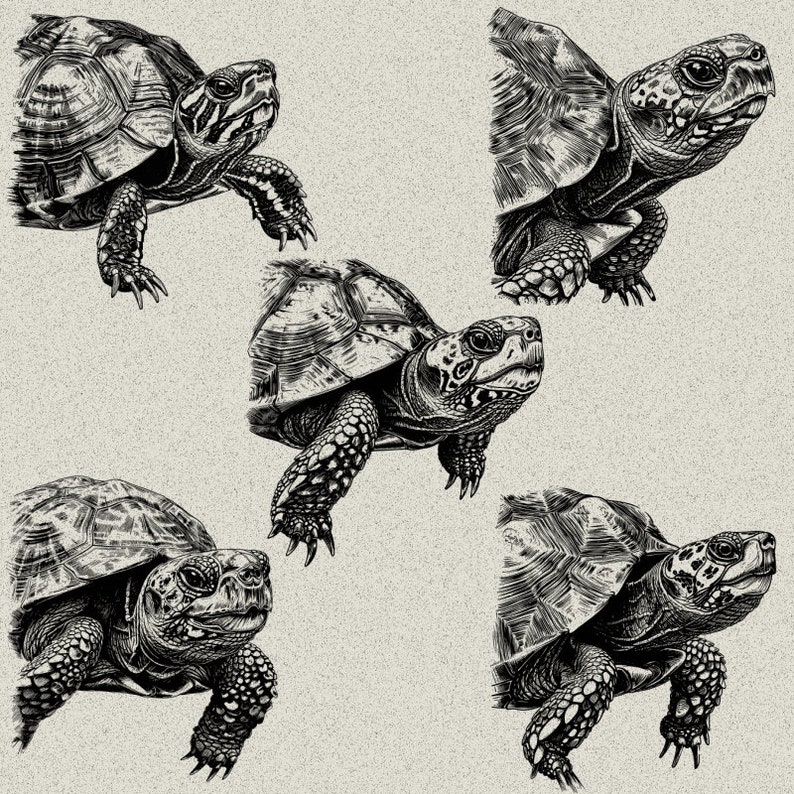 36 Turtle Designs Bundle PNG & SVG for Laser Engraving or Print ...