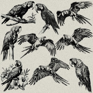 36 Macaw Designs Bundle PNG & SVG Digital for Laser Engraving or Print ...