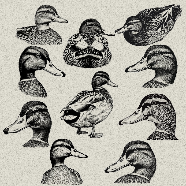 62 Duck Designs Bundle PNG & SVG Digital for Laser Engraving or Print ...