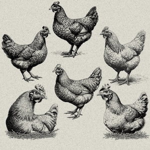 40 Chicken Designs Bundle PNG & SVG for Laser Engraving or Print, Chick ...