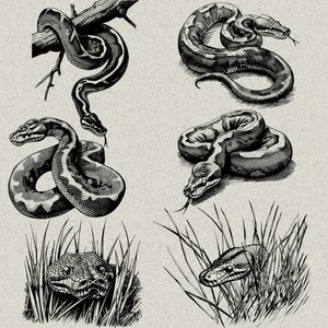 25 Python Designs Bundle PNG & SVG Digital for Laser Engraving or Print ...