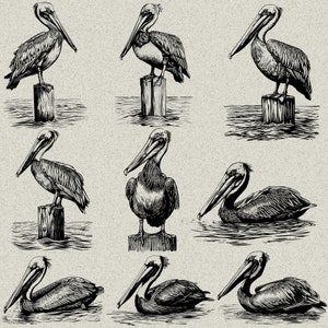 45 Pelican Designs Bundle PNG & SVG Digital for Laser Engraving or ...