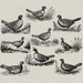 44 Game Bird Designs Bundle PNG & SVG for Laser Engraving or Print on ...