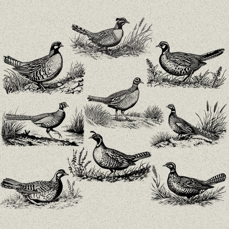 44 Game Bird Designs Bundle Png And Svg For Laser Engraving Or Print On Demand Pheasant Quail