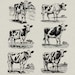 42 Cow Designs Bundle PNG & SVG for Laser Engraving or Print, Dairy Cow ...