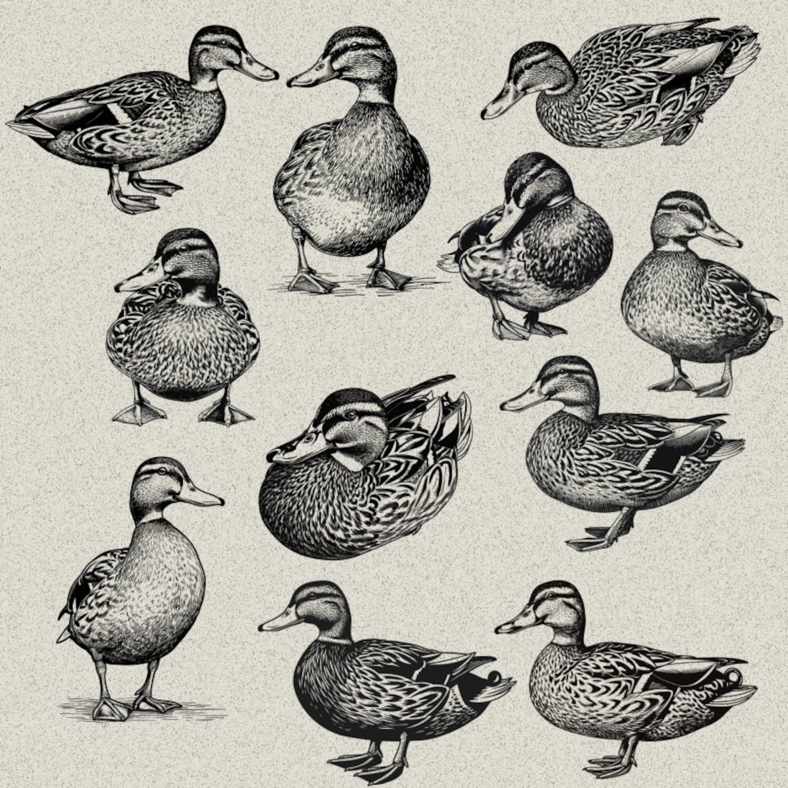 62 Duck Designs Bundle PNG & SVG Digital for Laser Engraving or Print ...