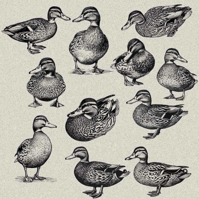 62 Duck Designs Bundle PNG & SVG Digital for Laser Engraving or Print ...
