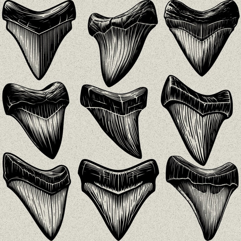 36 Shark Teeth Bundle PNG & SVG Digital for Laser Engraving or Print ...
