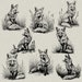47 Fox Designs Bundle PNG & SVG Digital for Laser Engraving or Print ...