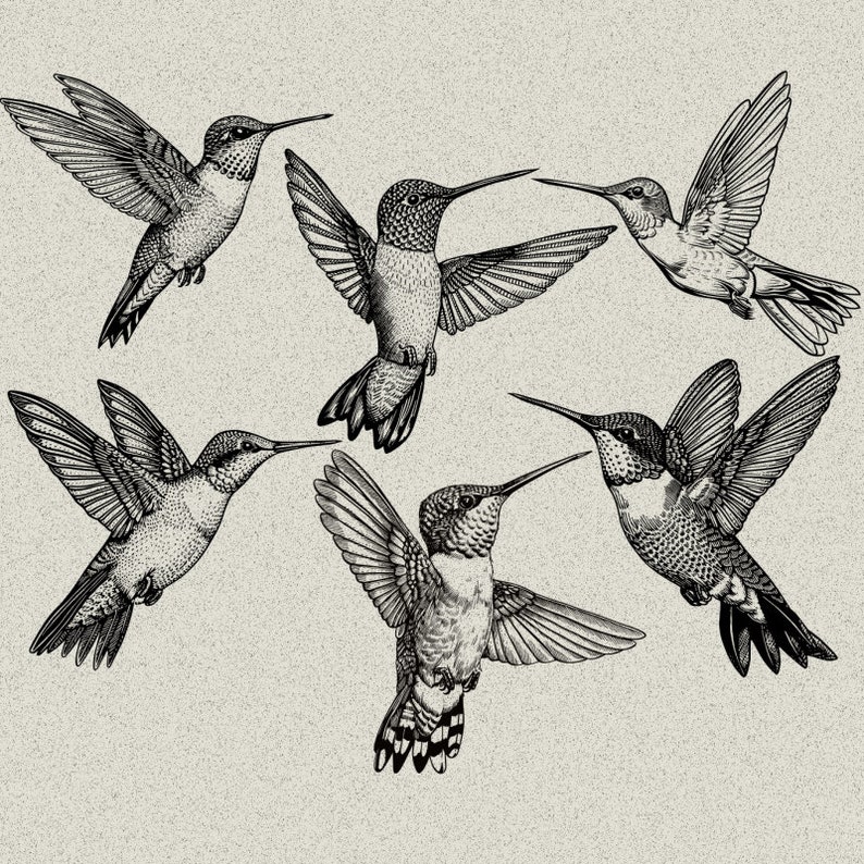 36 Humming Bird Designs Bundle PNG & SVG Digital for Laser Engraving or ...