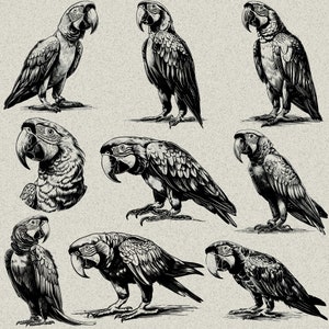 36 Macaw Designs Bundle PNG & SVG Digital for Laser Engraving or Print ...