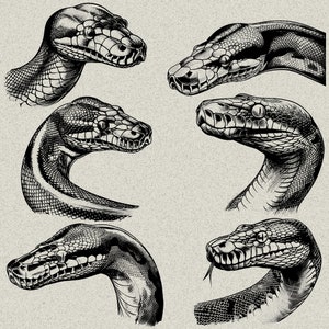 25 Python Designs Bundle PNG & SVG Digital for Laser Engraving or Print ...