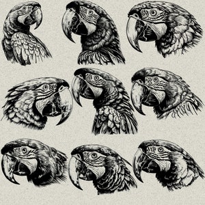 36 Macaw Designs Bundle PNG & SVG Digital for Laser Engraving or Print ...