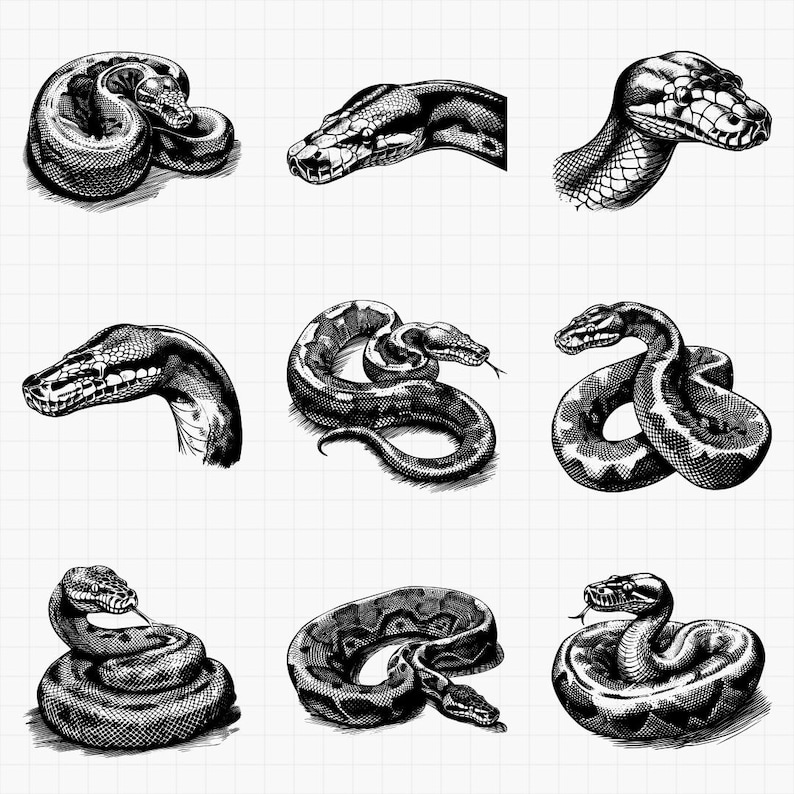 Python Designs Bundle PNG & SVG Digital for Laser Engraving or Print ...