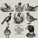44 Game Bird Designs Bundle PNG & SVG for Laser Engraving or Print on ...
