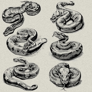 25 Python Designs Bundle PNG & SVG Digital for Laser Engraving or Print ...