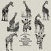 43 Giraffe Design Bundle PNG & SVG for Laser Engraving or Print. Baby ...