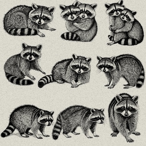 56 Raccoon Designs Bundle PNG & SVG Digital for Laser Engraving or ...