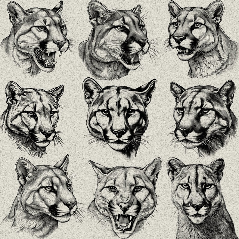 38 Cougar, Puma, Mountain Lion Detailed Designs Bundle PNG & SVG for ...
