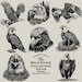 29 Bald Eagle Designs Bundle PNG & SVG Digital for Laser Engraving or ...