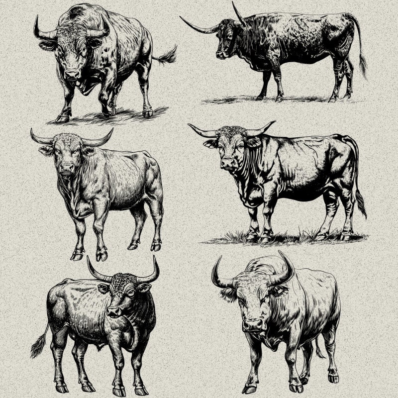 36 Bull Designs Bundle PNG & SVG for Laser Engraving or Print, Texas ...