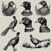 44 Game Bird Designs Bundle PNG & SVG for Laser Engraving or Print on ...