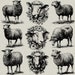 27 Sheep Designs Bundle PNG & SVG Digital for Laser Engraving or Print ...