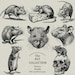 36 Rat Designs Bundle PNG & SVG Digital for Laser Engraving or Print ...