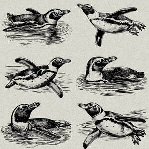 33 Penguin Designs Bundle PNG & SVG Digital for Laser Engraving or ...